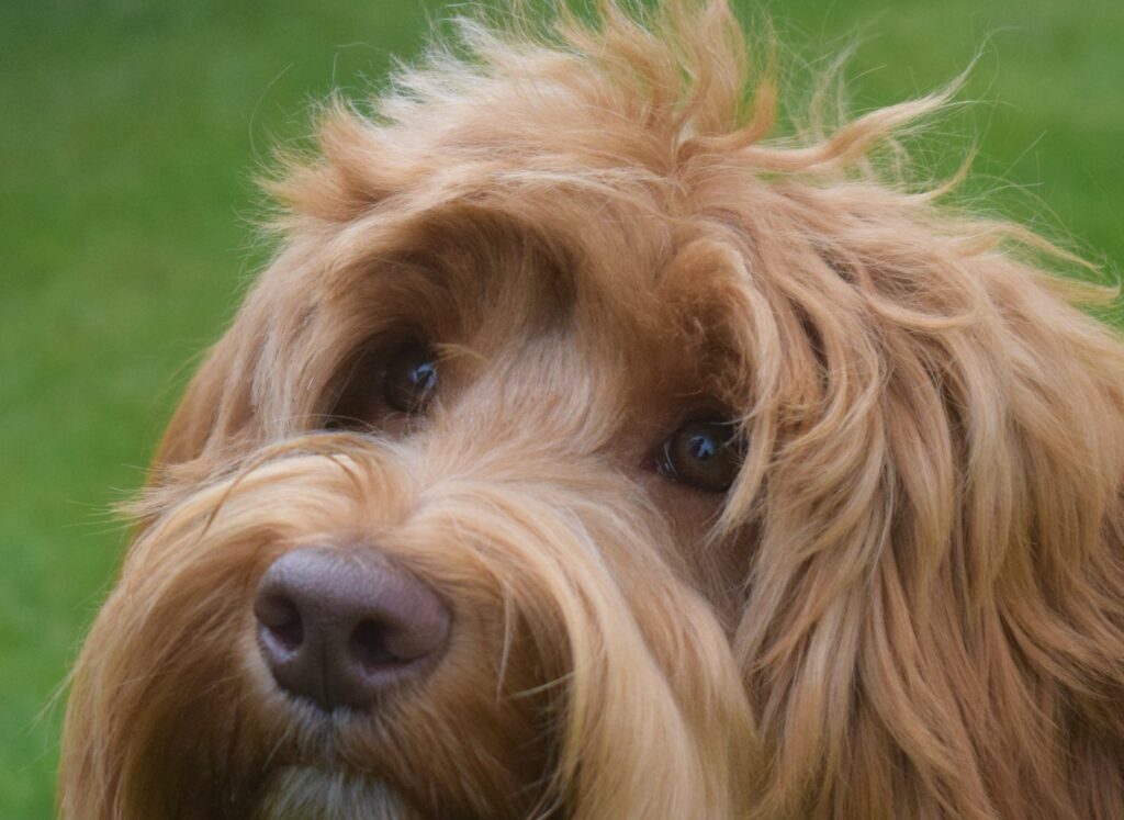 Onze Reuen | Hunky Dory Dogs