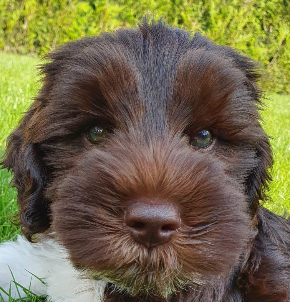 Onze Reuen | Hunky Dory Dogs